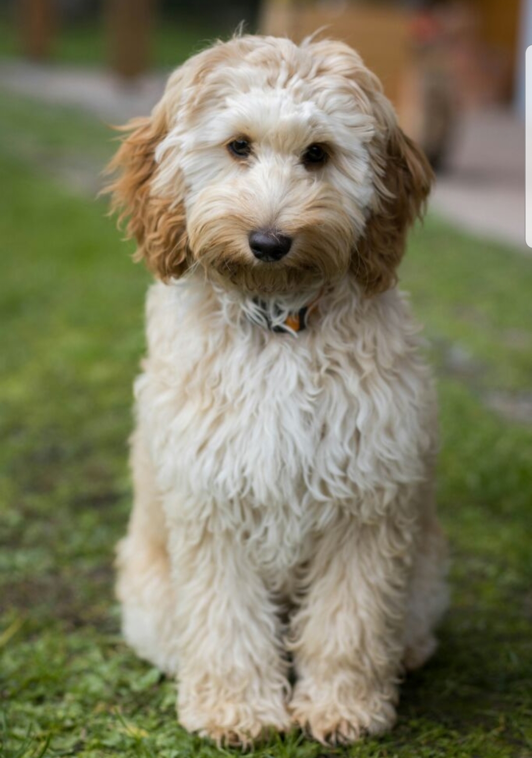 Cockerpoo, Cockapoo, Hybridrasse, Hobbyzucht, Pudel, Cocker ...