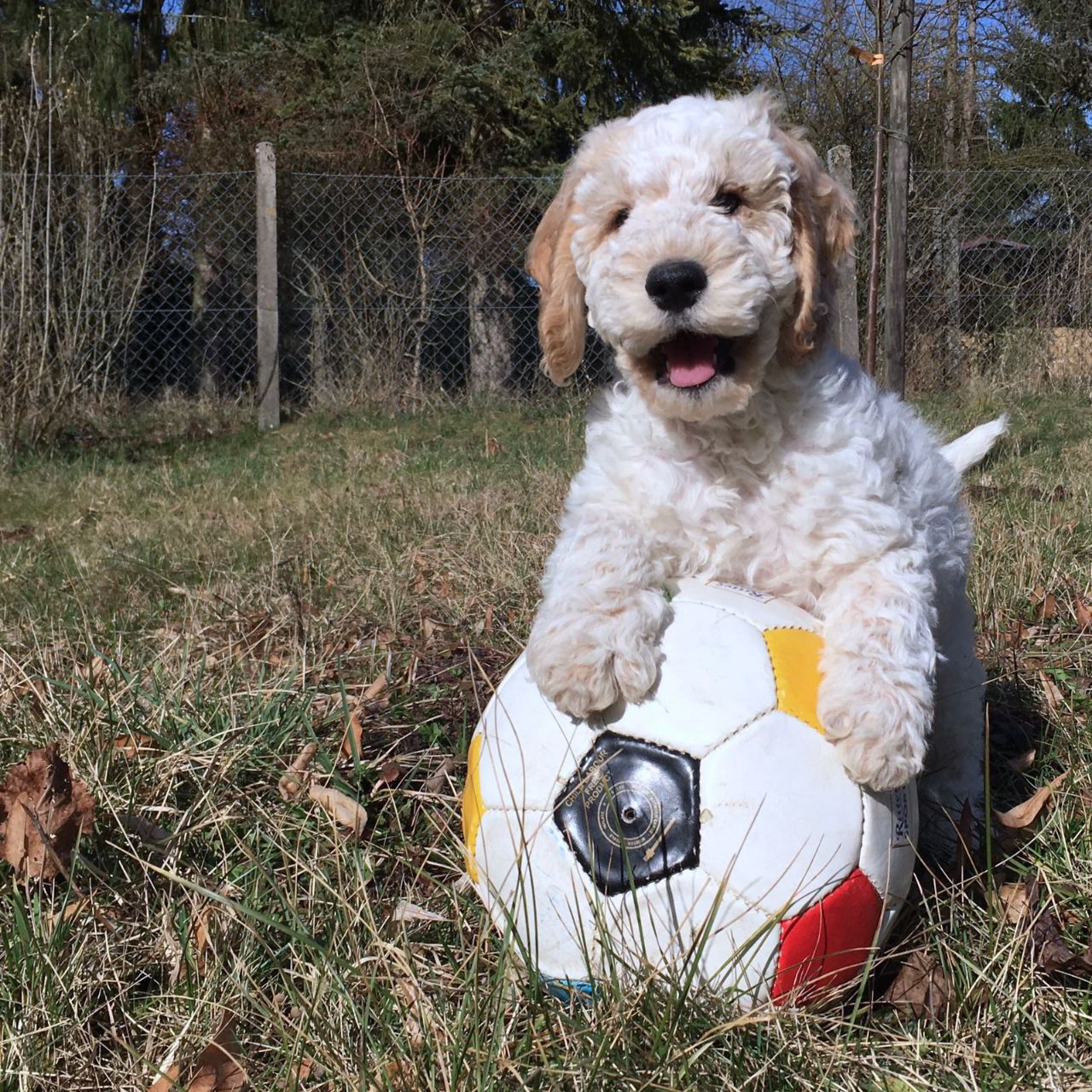 Cockerpoo, Cockapoo, Hybridrasse, Hobbyzucht, Pudel, Cocker ...