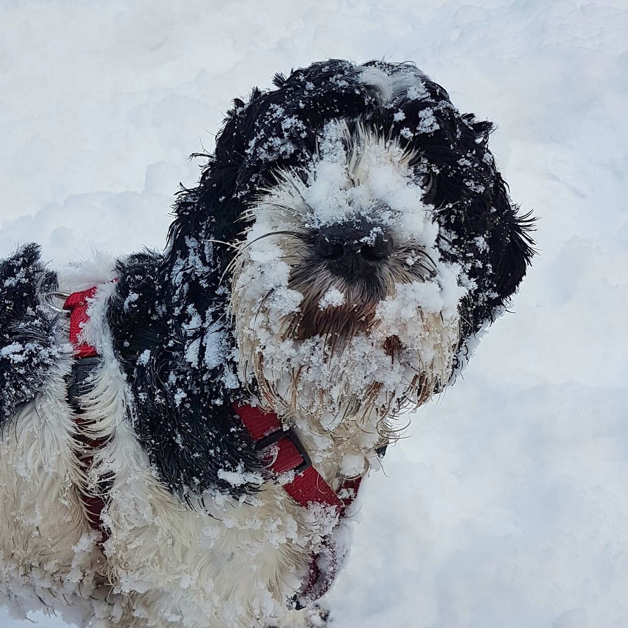Cockerpoo, Cockapoo, Hybridrasse, Hobbyzucht, Pudel, Cocker ...