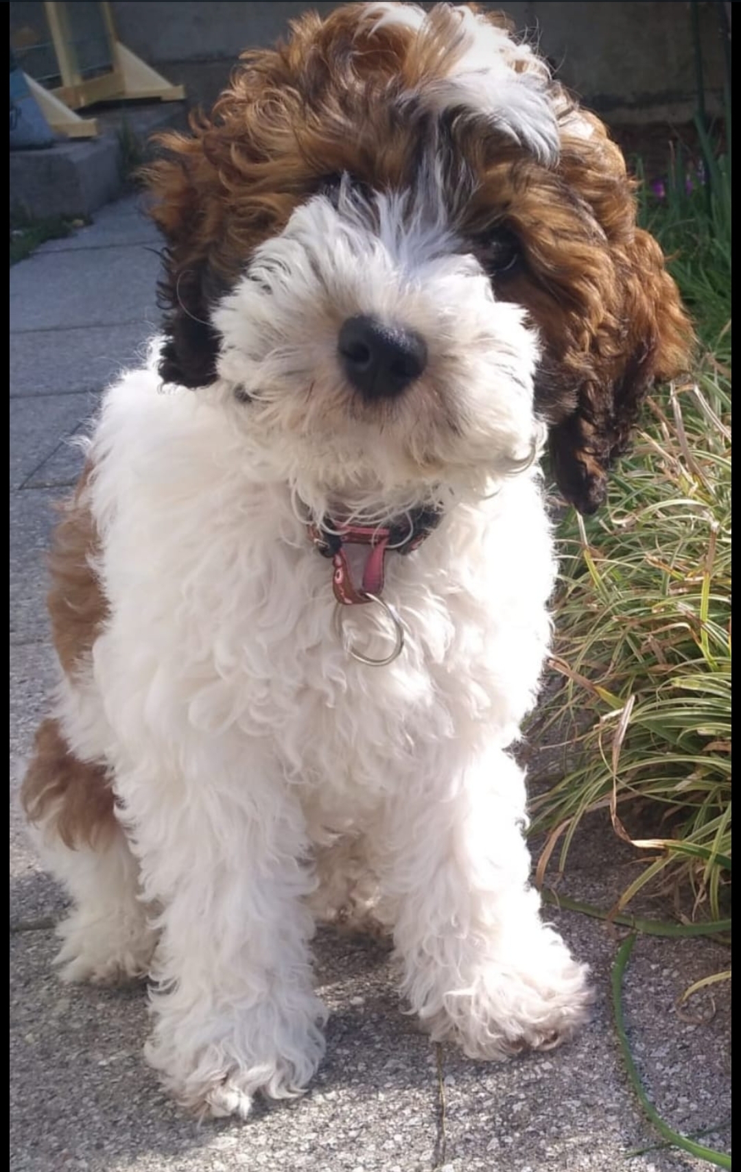 Cockerpoo, Cockapoo, Hybridrasse, Hobbyzucht, Pudel, Cocker ...
